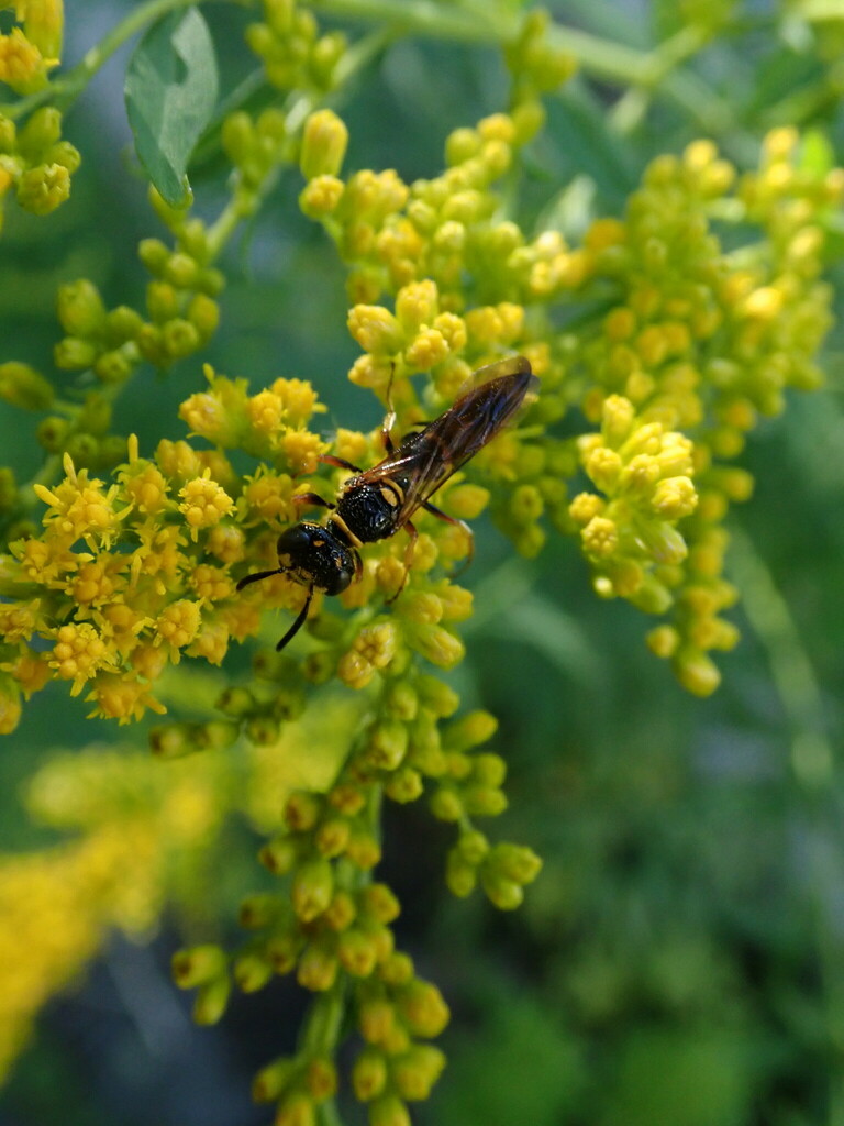 Philanthinae in August 2023 by Nathaniel Russell · iNaturalist