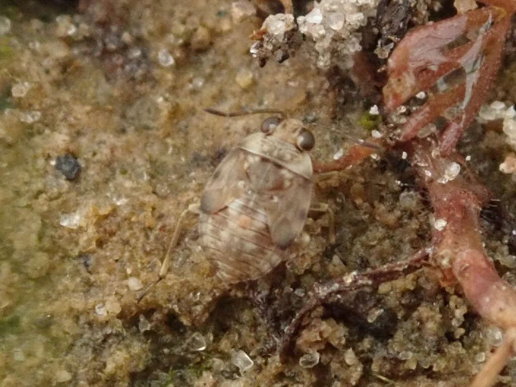 Shore bugs from Ржевский р-н, Тверская обл., Россия on August 30, 2023 ...