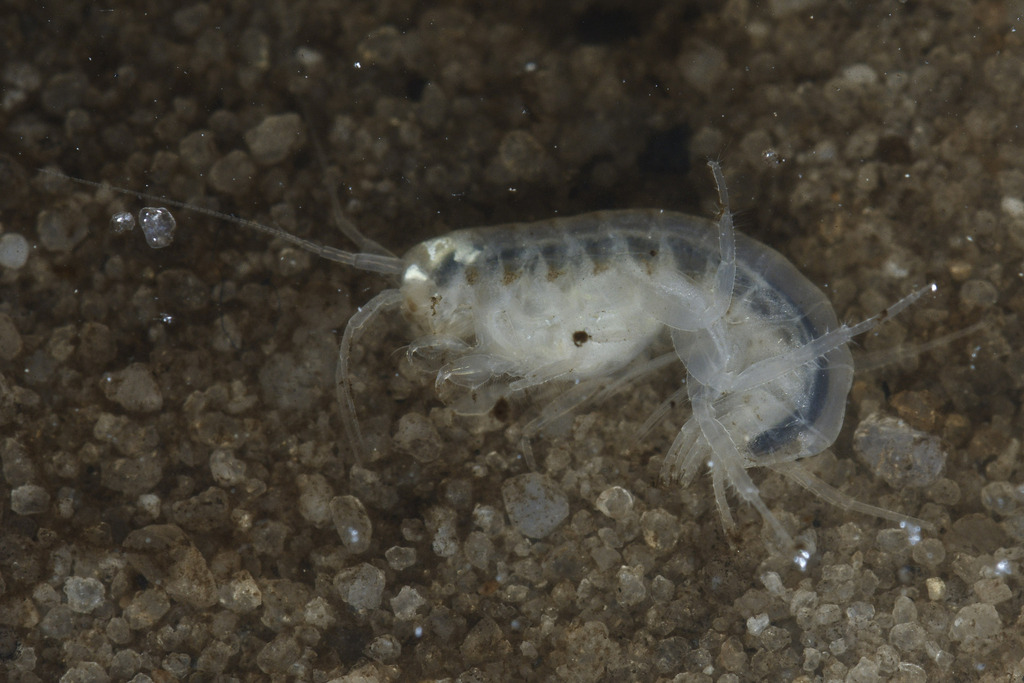 Peninsula Cave Amphipod in August 2023 by Peter Swart. Does anyone know ...