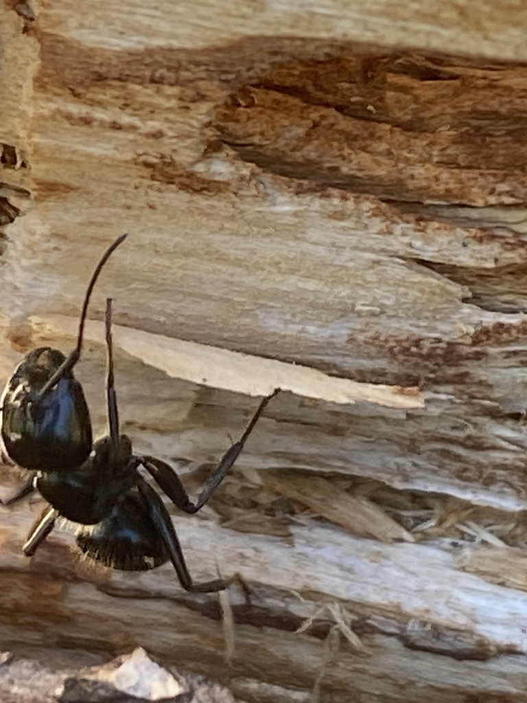 Hairy Smooth Carpenter Ant from Cibola National Forest, Cedar Crest, NM ...
