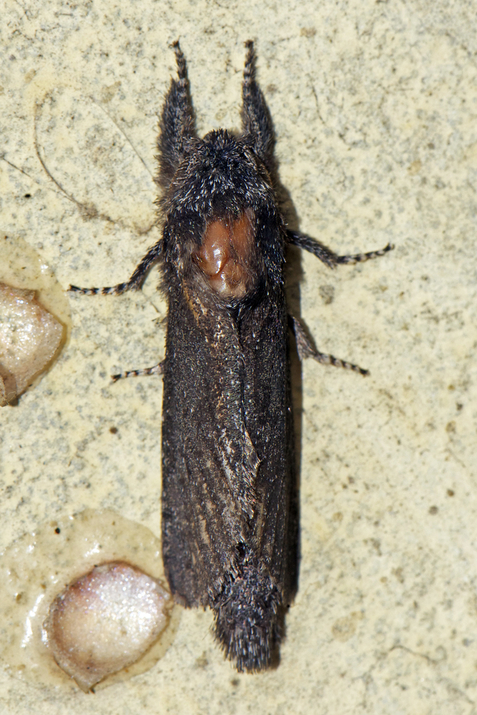 Carpenter and Leopard Moths from Makunda Christian Hospital, Karimganj ...
