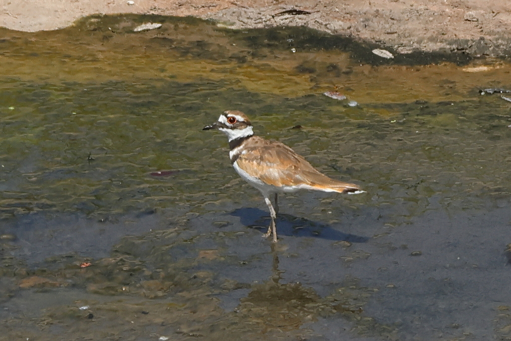 Killdeer from Fort Bend County, TX, USA on August 30, 2023 at 11:32 AM ...