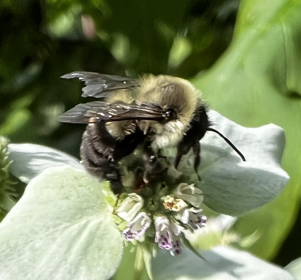 Common Eastern Bumble Bee from Mallow Hill Rd, Baltimore, MD, US on ...