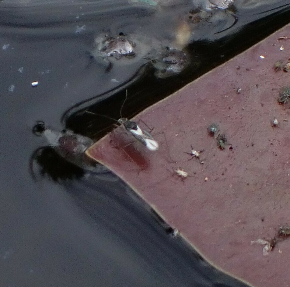 Mulsant's Water Treader from Southwest Portland, Portland, OR, USA on ...