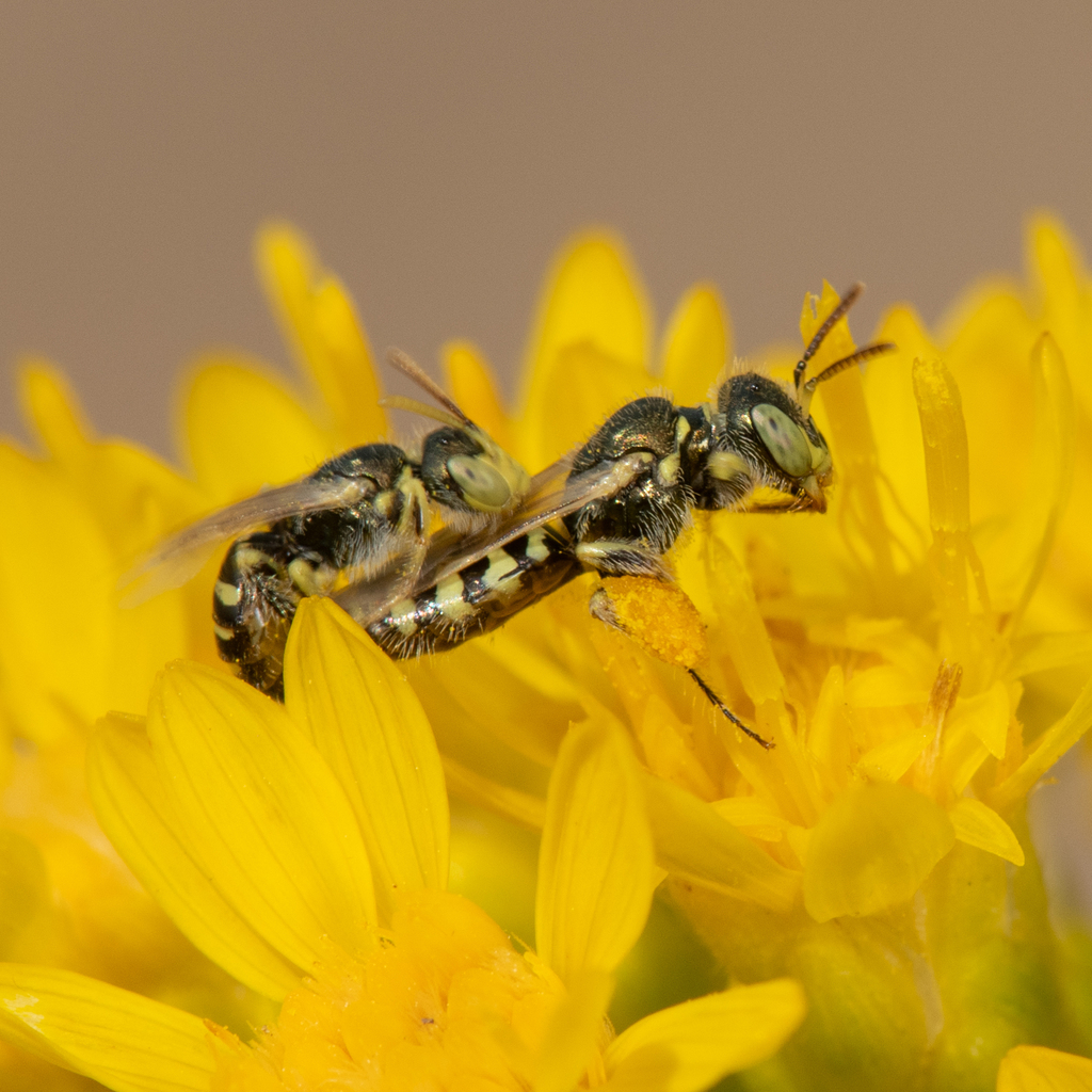 Swenk's Fairy Bee from Hennepin County, MN, USA on August 29, 2023 at ...