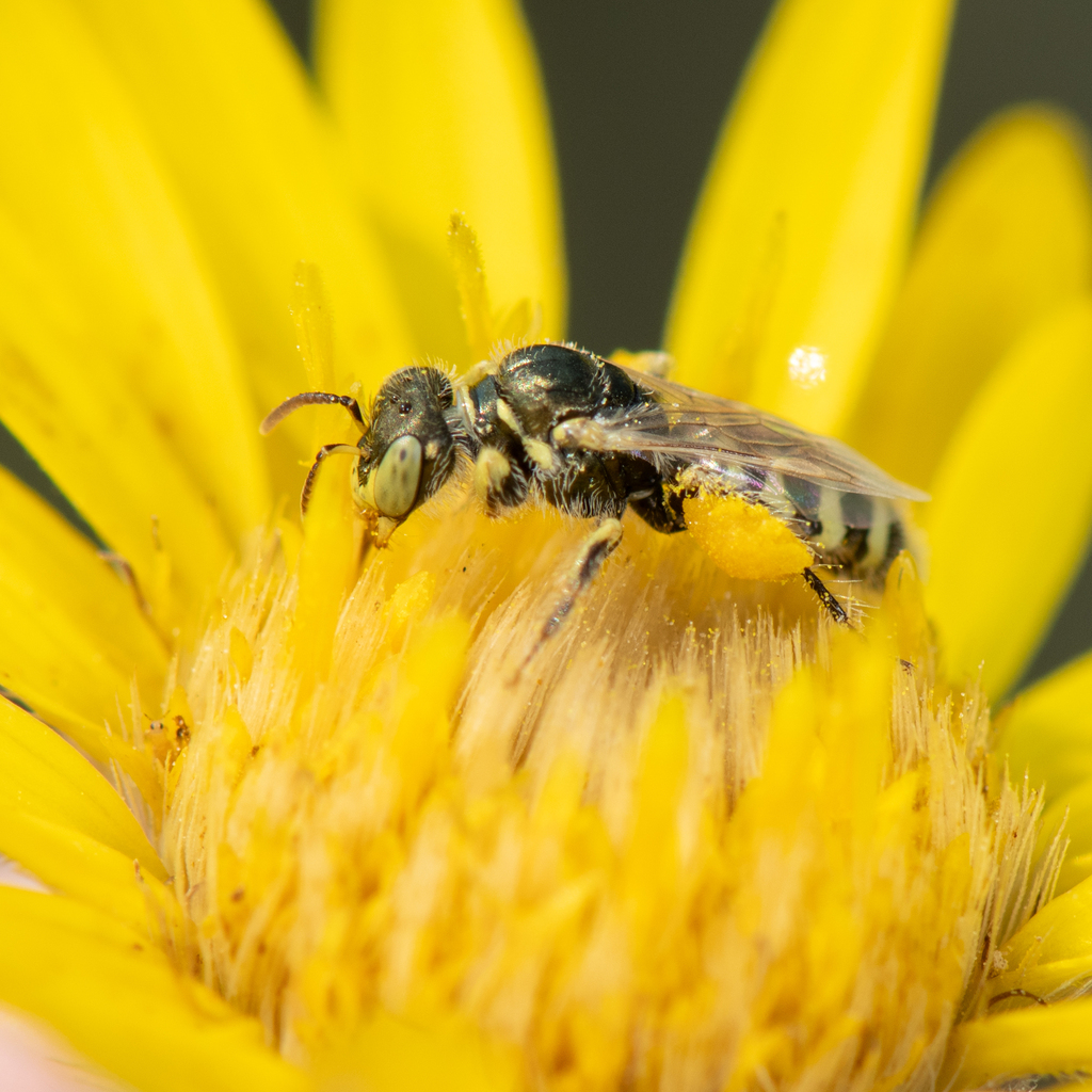 Swenk's Fairy Bee from Hennepin County, MN, USA on August 29, 2023 at ...