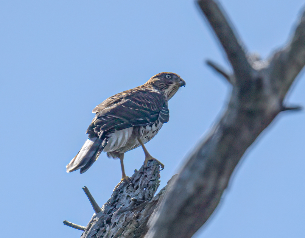 Cooper's Hawk from San Diego, California, United States on August 24 ...