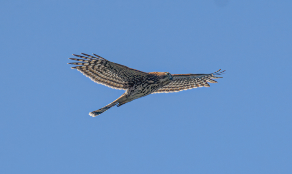 Cooper's Hawk from San Diego, California, United States on August 24 ...