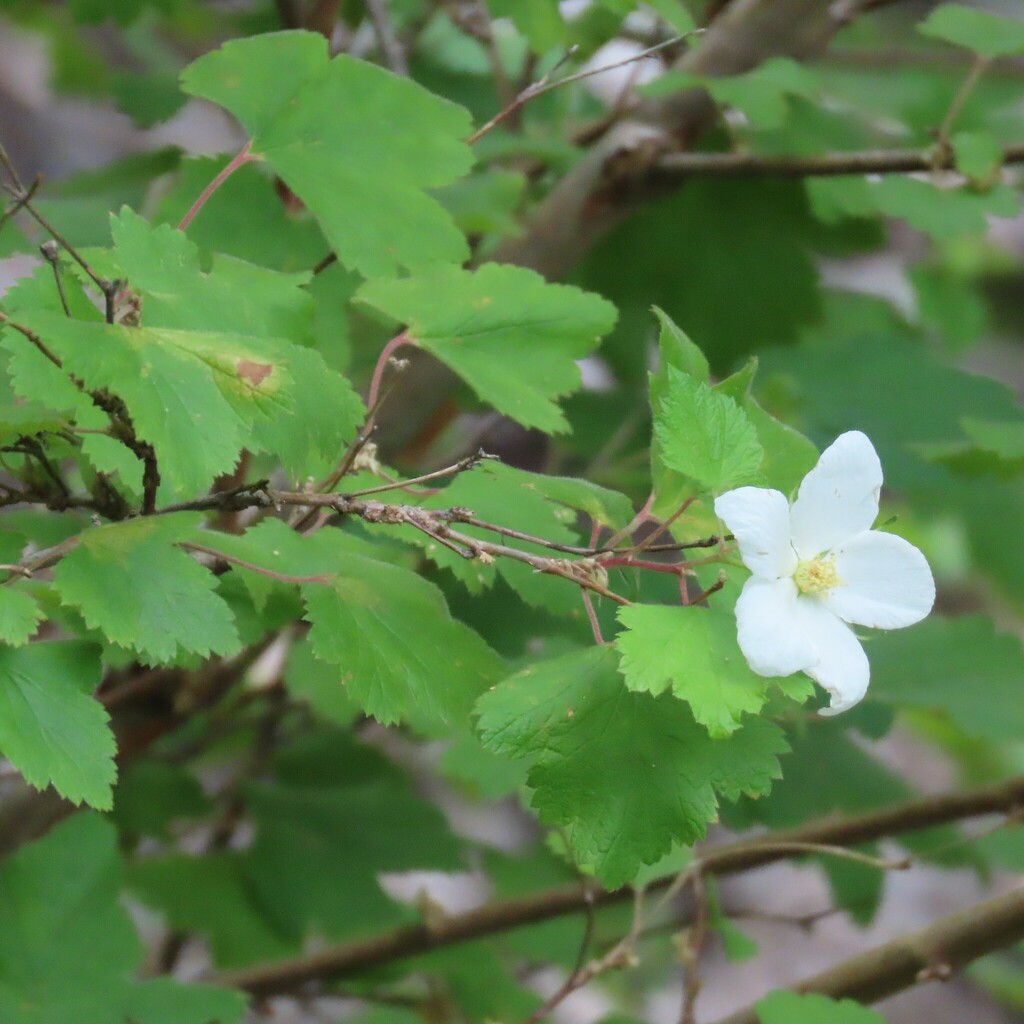 New Mexico raspberry from Sierra Vista Southeast, AZ, USA on August 30 ...