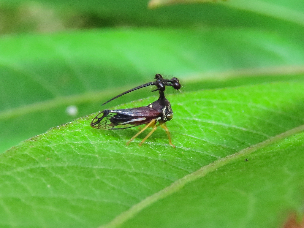 Globe-bearing Treehopper from Rio do Ouro, Caraguatatuba - SP, Brasil ...