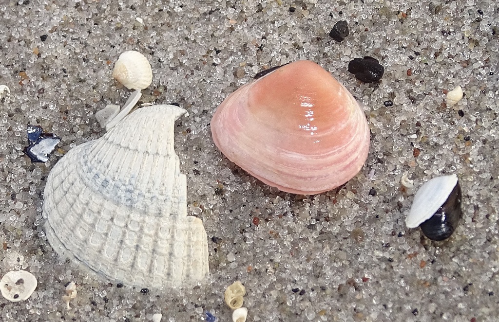 Baltic Macoma from Vorpommern-Rügen, DE-MV, DE on January 17, 2017 at ...