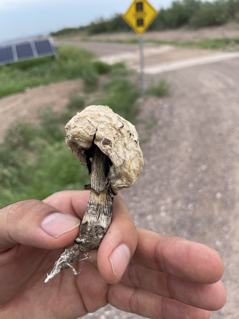 Gasteroid Agaricus from Empalme, Son., MX on August 29, 2023 at 04:33 ...