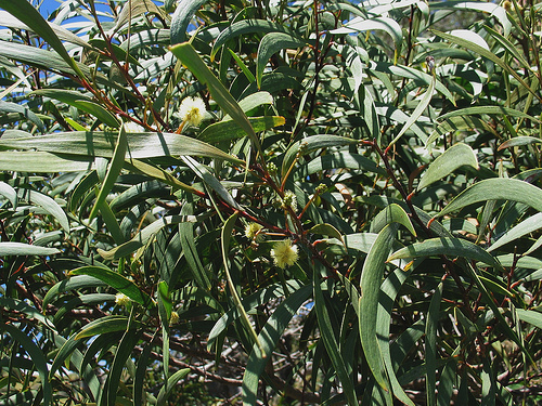 Koaiʻa (Acacia koaia) · iNaturalist