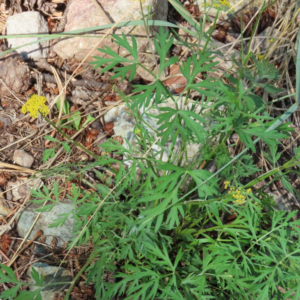 Alpine False Springparsley from Sierra Vista Southeast, AZ, USA on ...