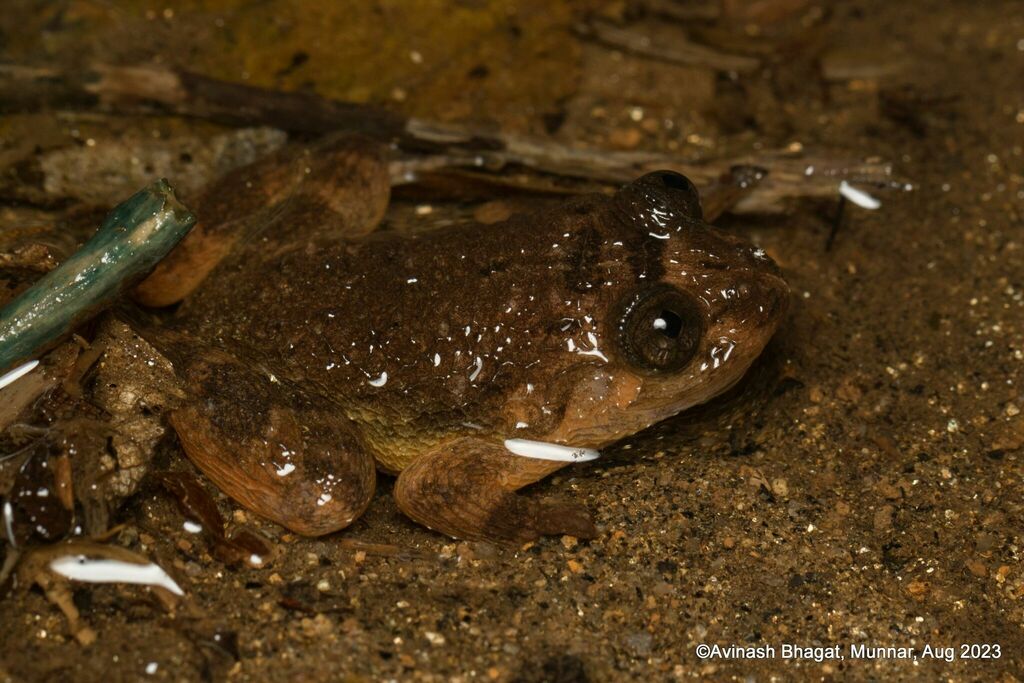 Meowing Night Frog from Munnar, Kerala 685612, India on August 26, 2023 ...