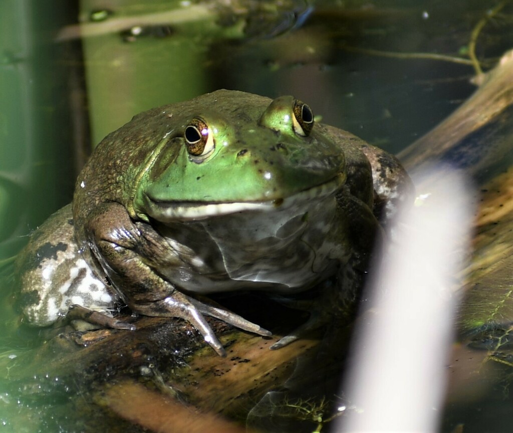 American Bullfrog from East End, Boise, ID 83712, USA on August 28 ...