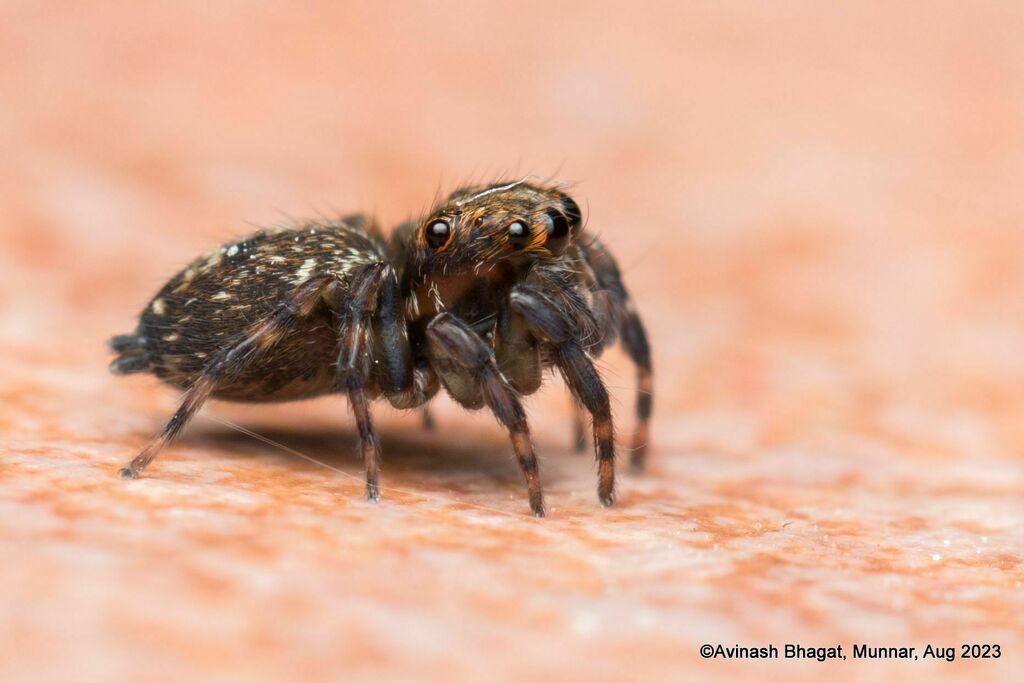 Jumping Spiders from Munnar, Kerala 685612, India on August 24, 2023 at ...