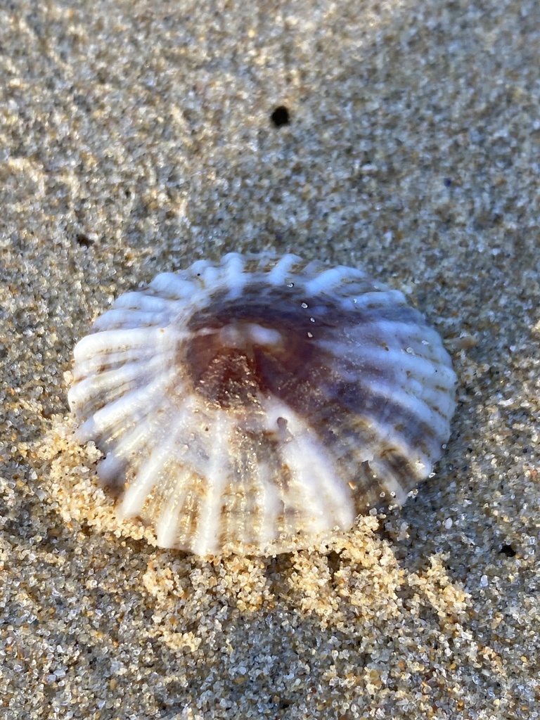 Siphonaria denticulata from Solitary Islands Marine Park, Arrawarra ...
