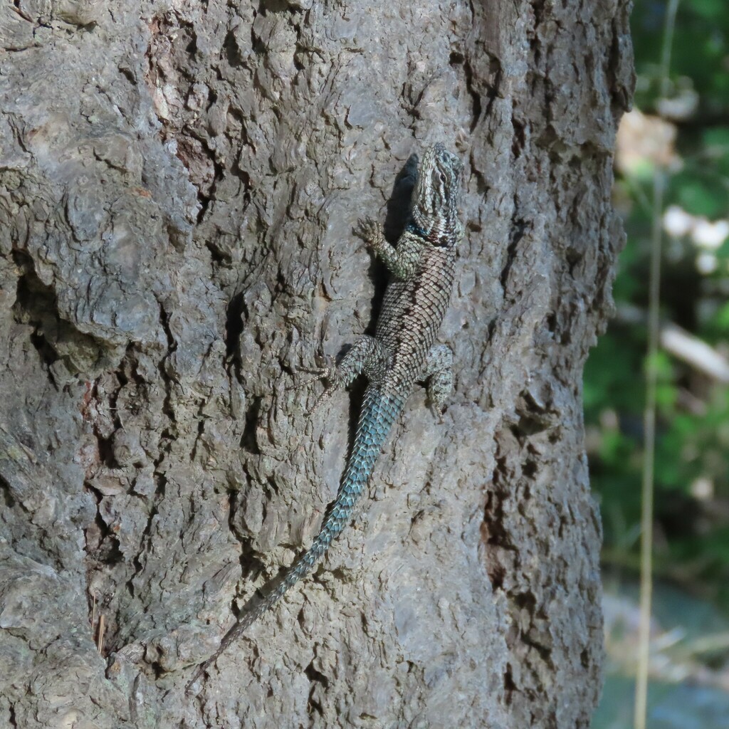 Yarrow's Spiny Lizard from Sierra Vista Southeast, AZ, USA on August 30 ...