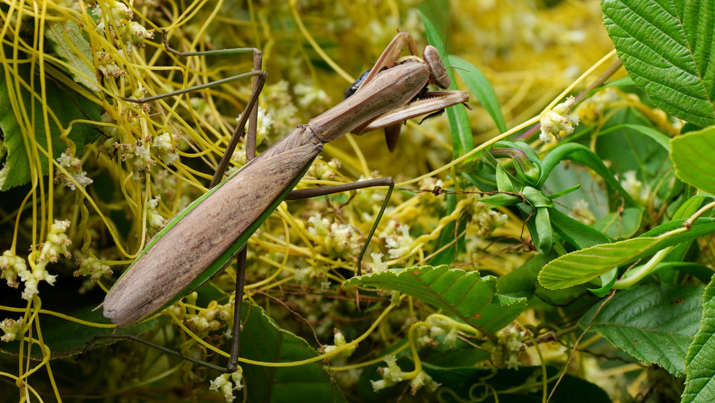 Chinese Mantis from Worcester County, MD, USA on August 30, 2023 at 01: ...