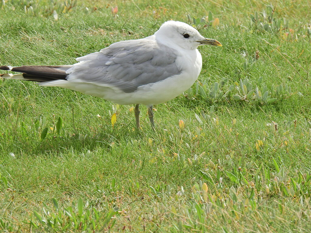 Common Gull from Talacre Beach, Flintshire, North Wales, UK on August ...
