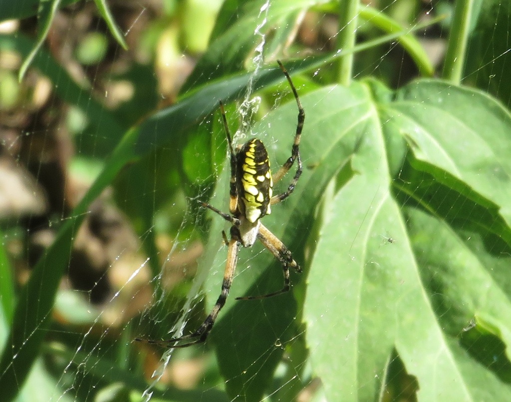 Yellow Garden Spider from Rockford, IL, USA on August 30, 2023 at 02:56 ...