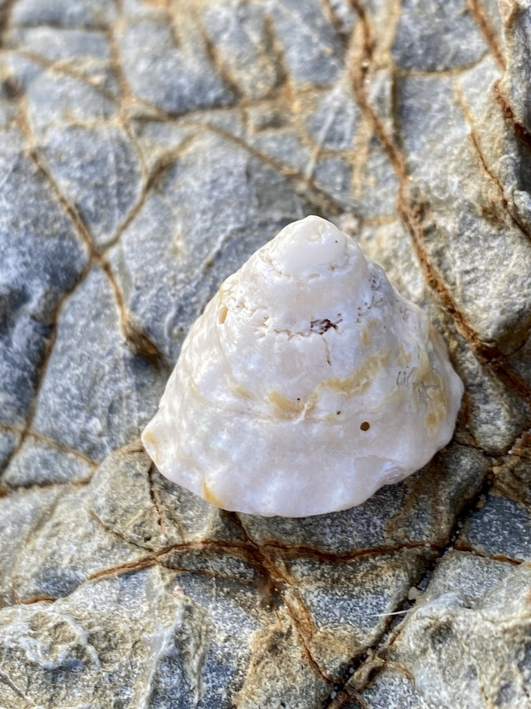 Common Tent Shell from Solitary Islands Marine Park, Mullaway, NSW, AU ...