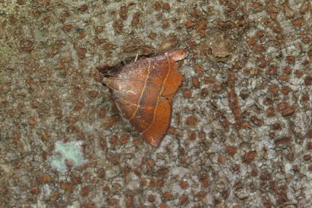Scaly-legged Pyralids from Alajuela Province, San Carlos, Costa Rica on ...