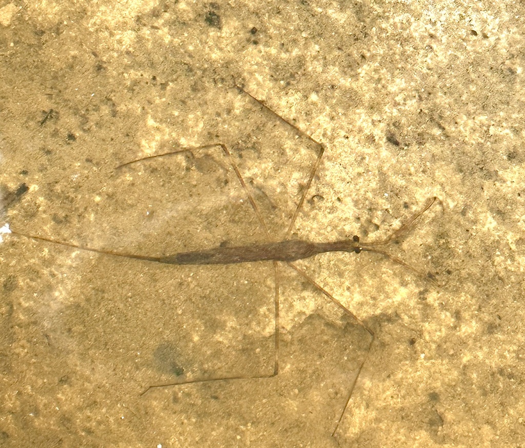 Ranatra from Moju, PA, BR on August 29, 2023 at 08:31 AM by Gustavo ...