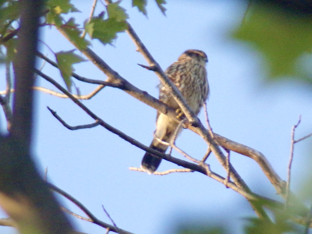 Merlin from Osprey Marsh Loop Trail, Mississauga, ON, CA on August 30 ...