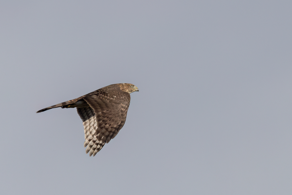 Cooper's Hawk from Carp - Hardwood Plains, Ottawa, ON, Canada on August ...