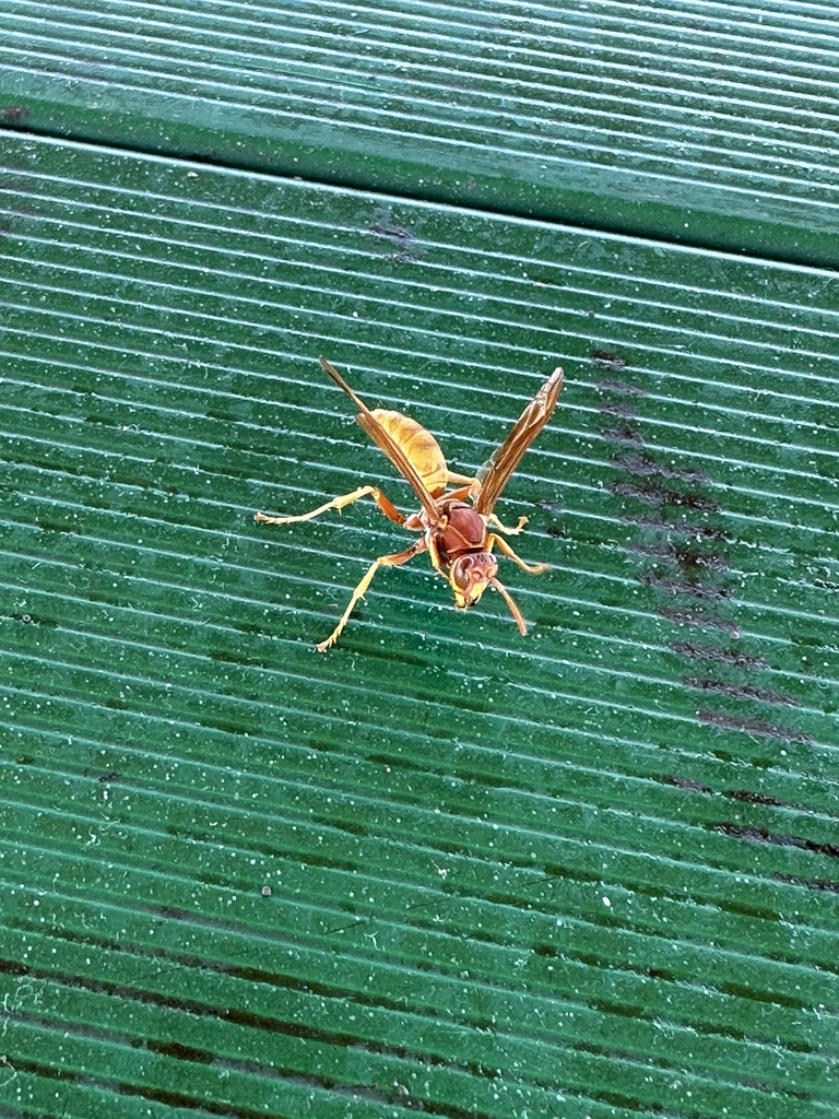 Golden Paper Wasp from Canyonlands National Park, Moab, UT, US on ...