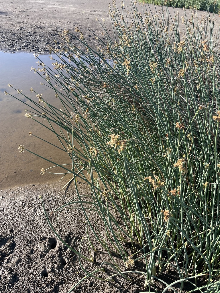 California bulrush from MS, US on April 7, 2022 at 08:29 AM by ...