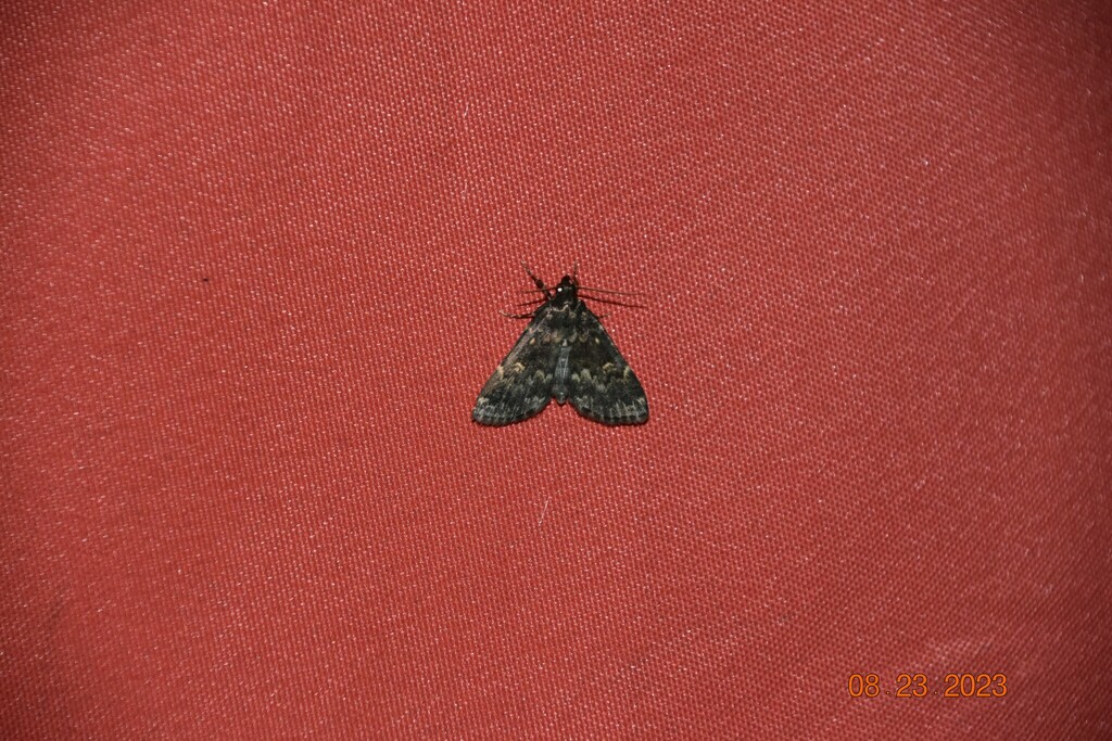 Smoky Idia Moth in August 2023 by Rose Chin · iNaturalist