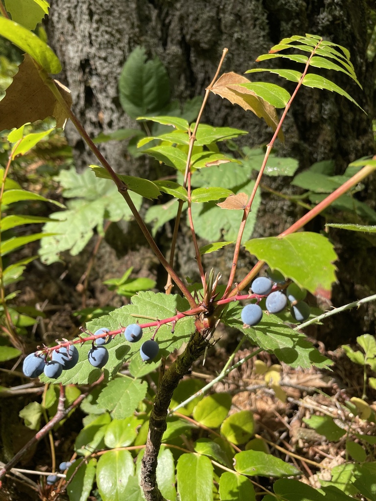 Cascade Oregon-grape from NW 53rd Dr, Portland, OR, US on August 30 ...