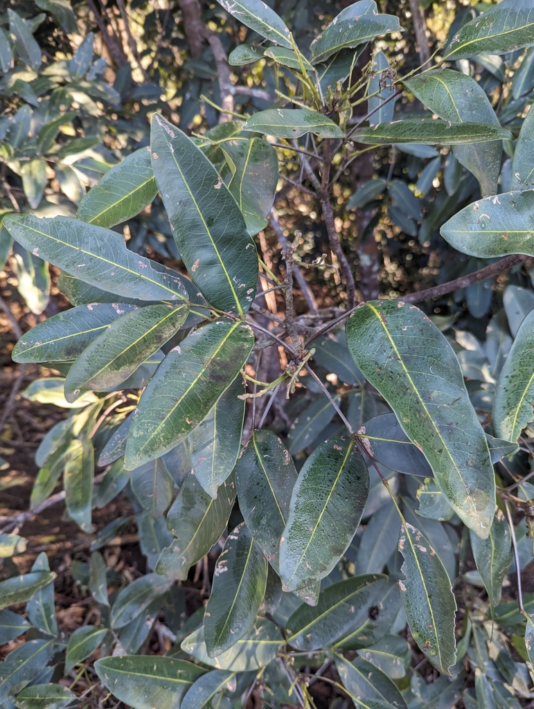 Bennett's Ash from Caboolture on August 31, 2023 at 08:25 AM by ...