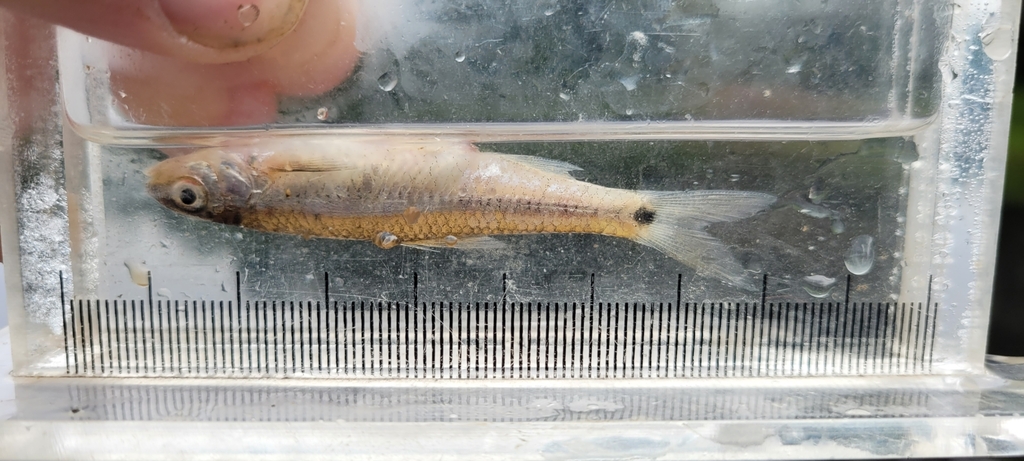 Spottail Shiner from Algoma, CA-ON, CA on August 24, 2023 at 11:10 AM ...