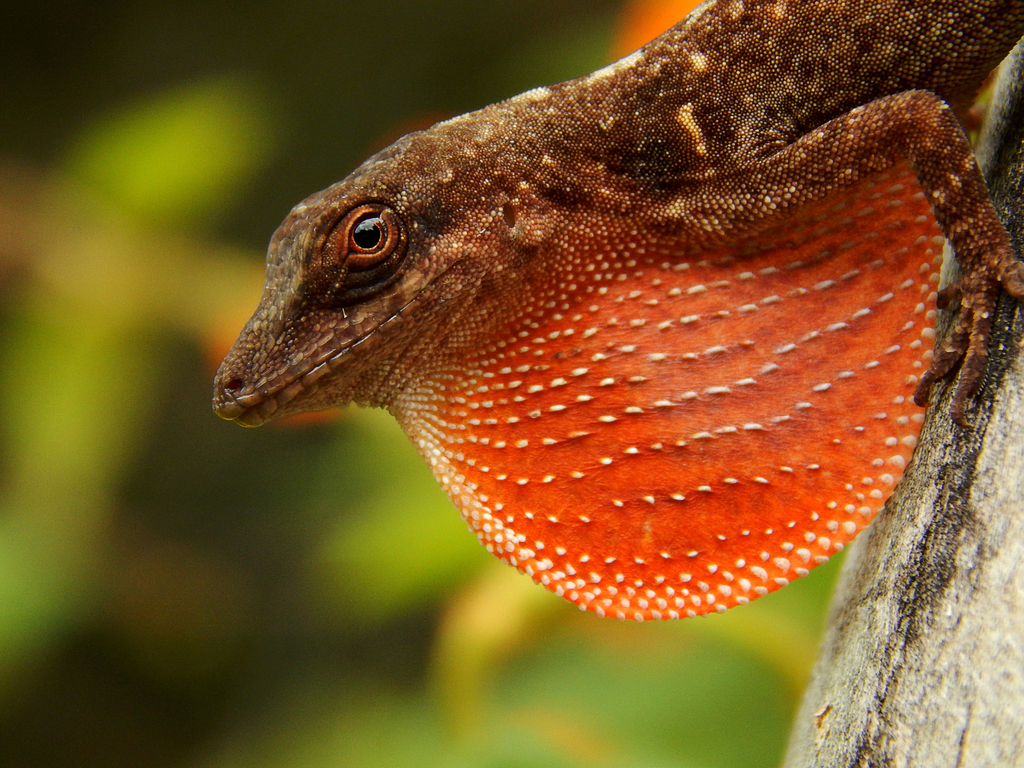 Blemished Anole (Anolis mariarum) - Snakes and Lizards
