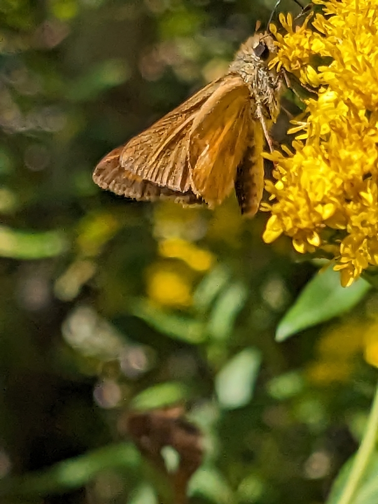 Woodland Skipper from Boulder, CO 80302, USA on August 29, 2023 at 11: ...