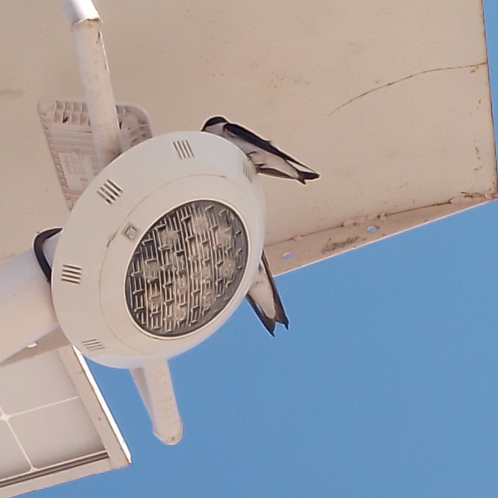 White-rumped Swallow from Capital, Salta, Argentina on August 30, 2023 ...