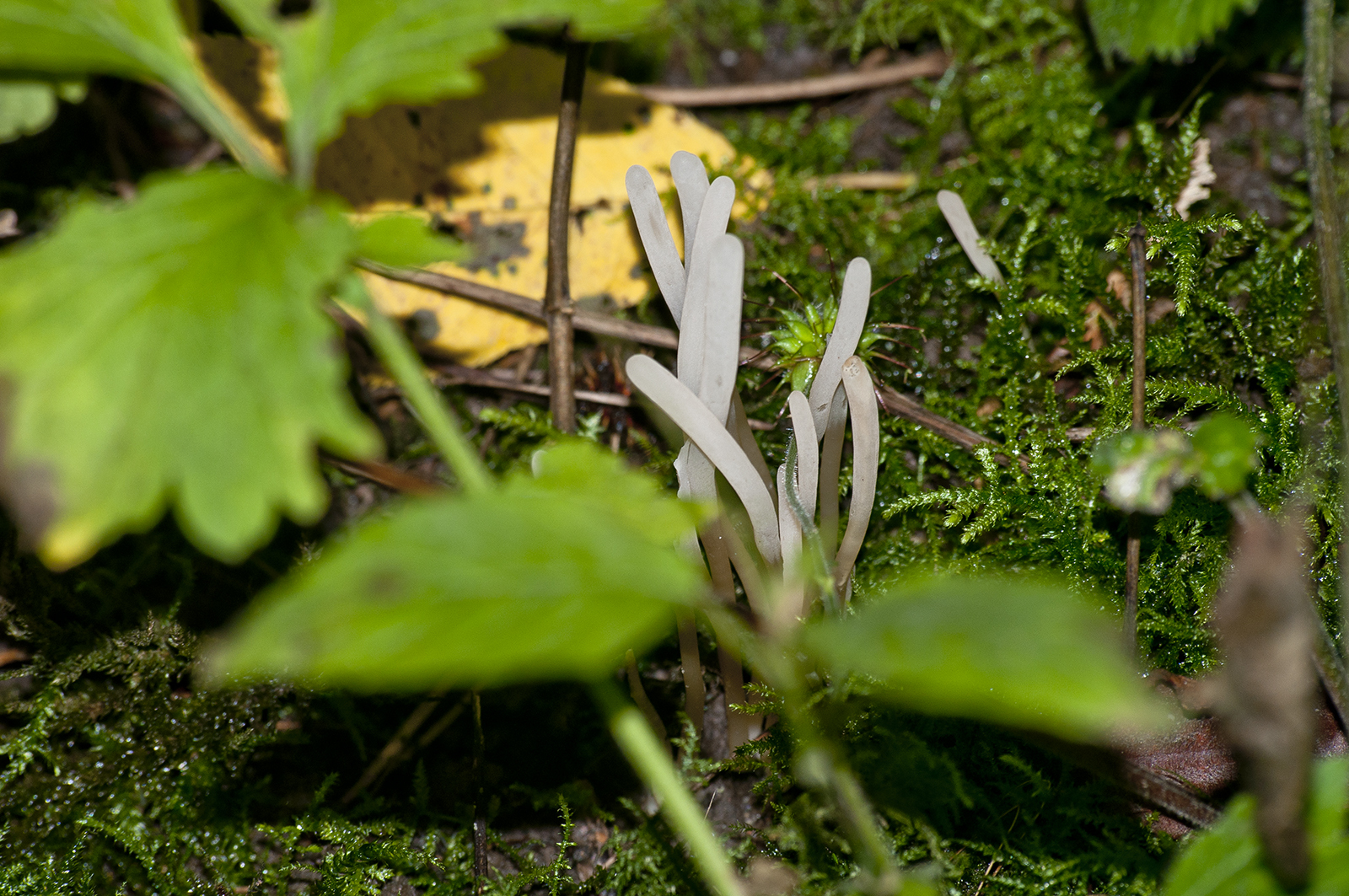 Clavaria acuta - Spitze Keule