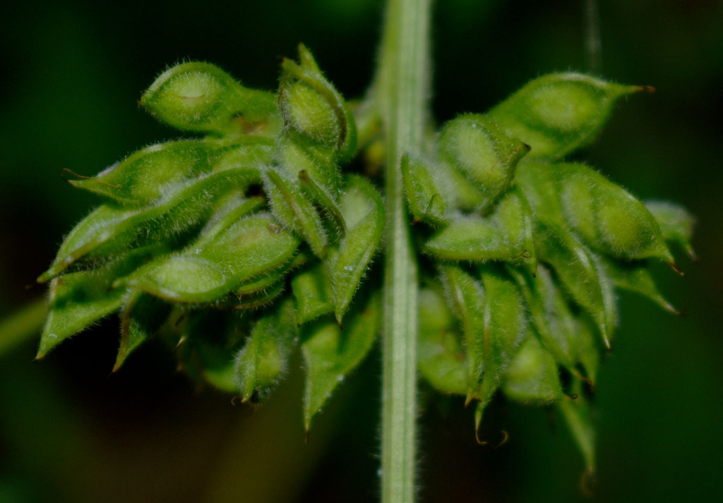 giant false sensitive plant (Mimosa diplotricha) - Botanical Realm