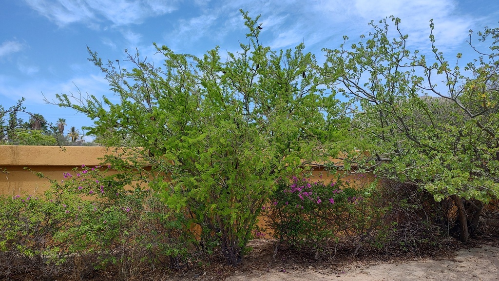 Dog Poop Bush from Los Cabos, Baja California Sur, Mexico on August 29 ...