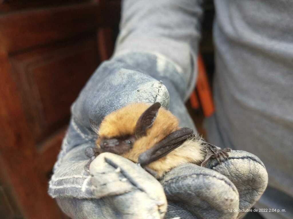 California Myotis from Guanajuato, Gto., México on October 12, 2022 at ...