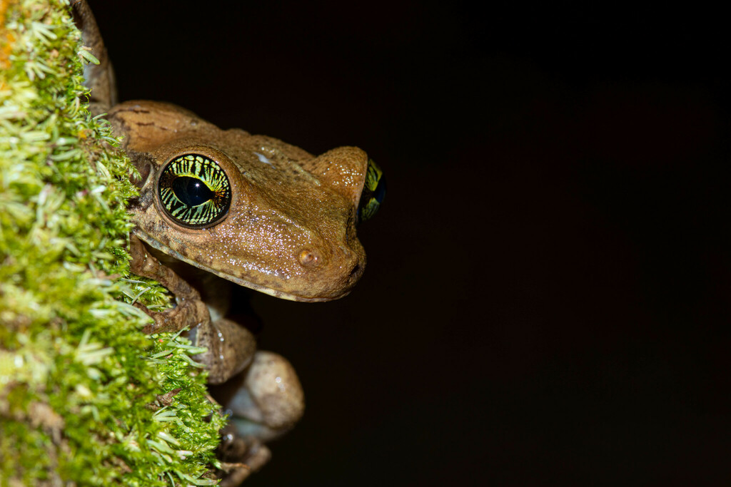 Manaus Spiny-backed Frog from Caracaraí - RR, 69360-000 on July 14 ...