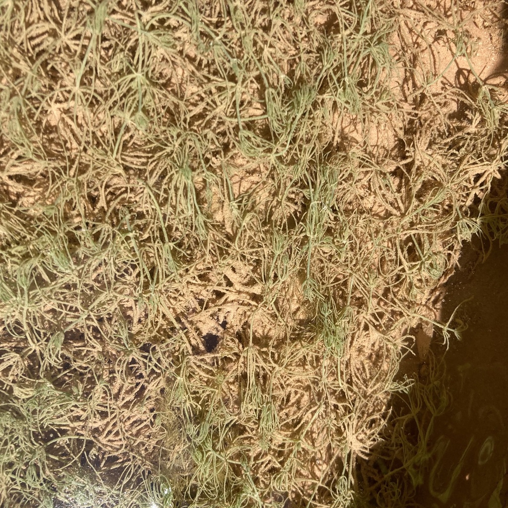 muskgrass from Havasu Creek, Williams, AZ, US on August 25, 2023 at 11: ...
