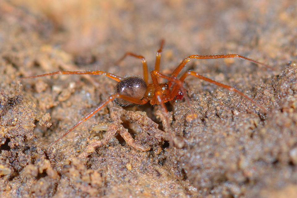 Silvestri's Cave Spider from San Mateo County, CA, USA on March 30 ...