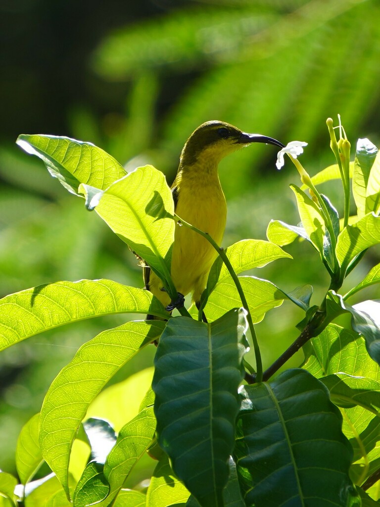 Olive-backed Sunbird from Cairns QLD, Australia on August 30, 2023 at ...