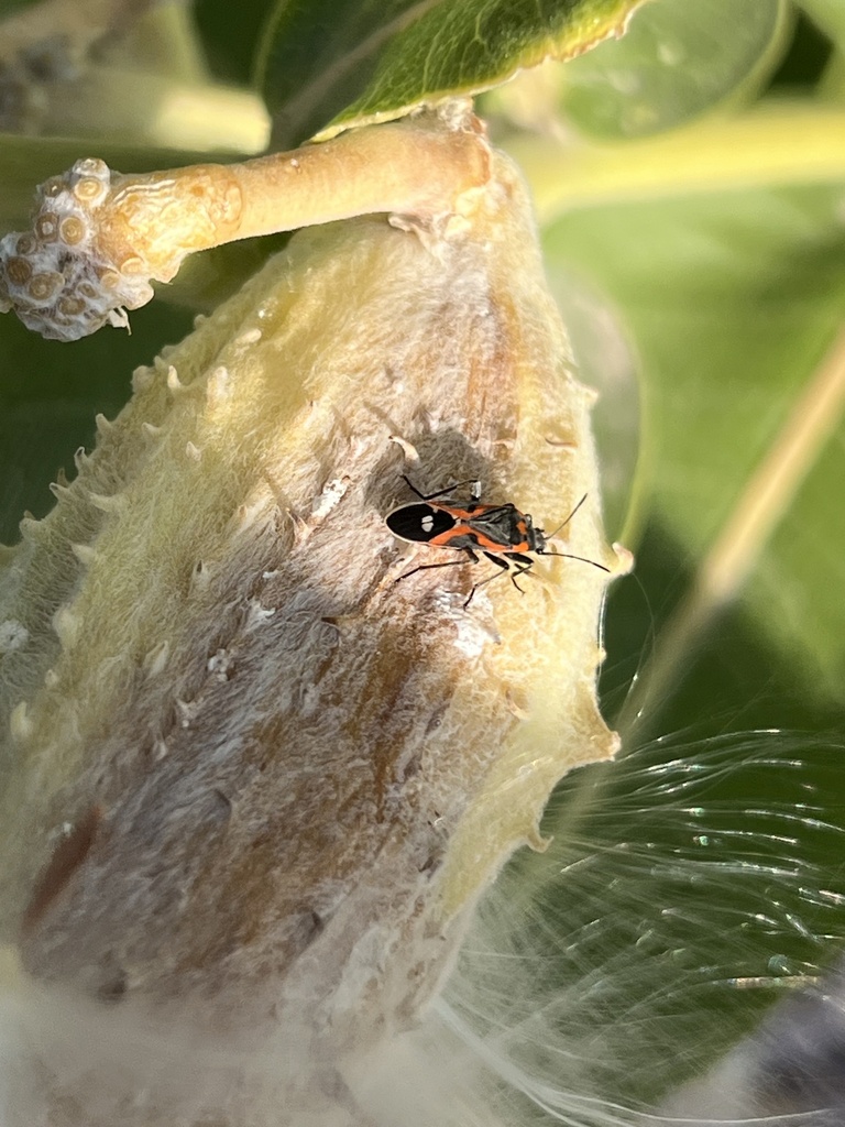 Pentatomomorph Bugs from The University of Utah, Salt Lake City, UT, US ...