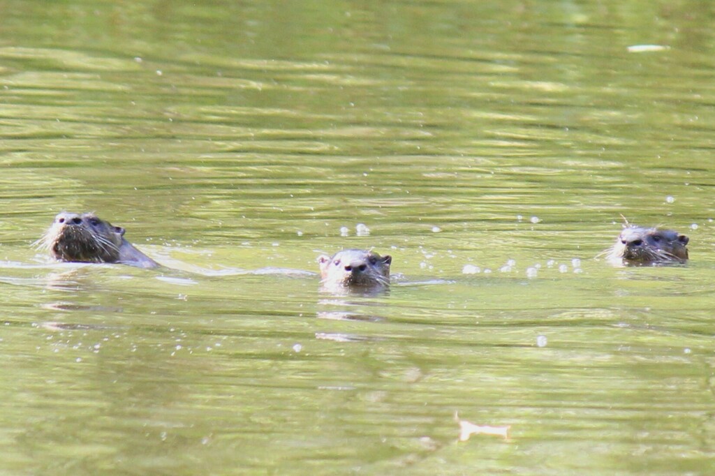 North American River Otter from Fridley, MN, USA on August 30, 2023 at ...